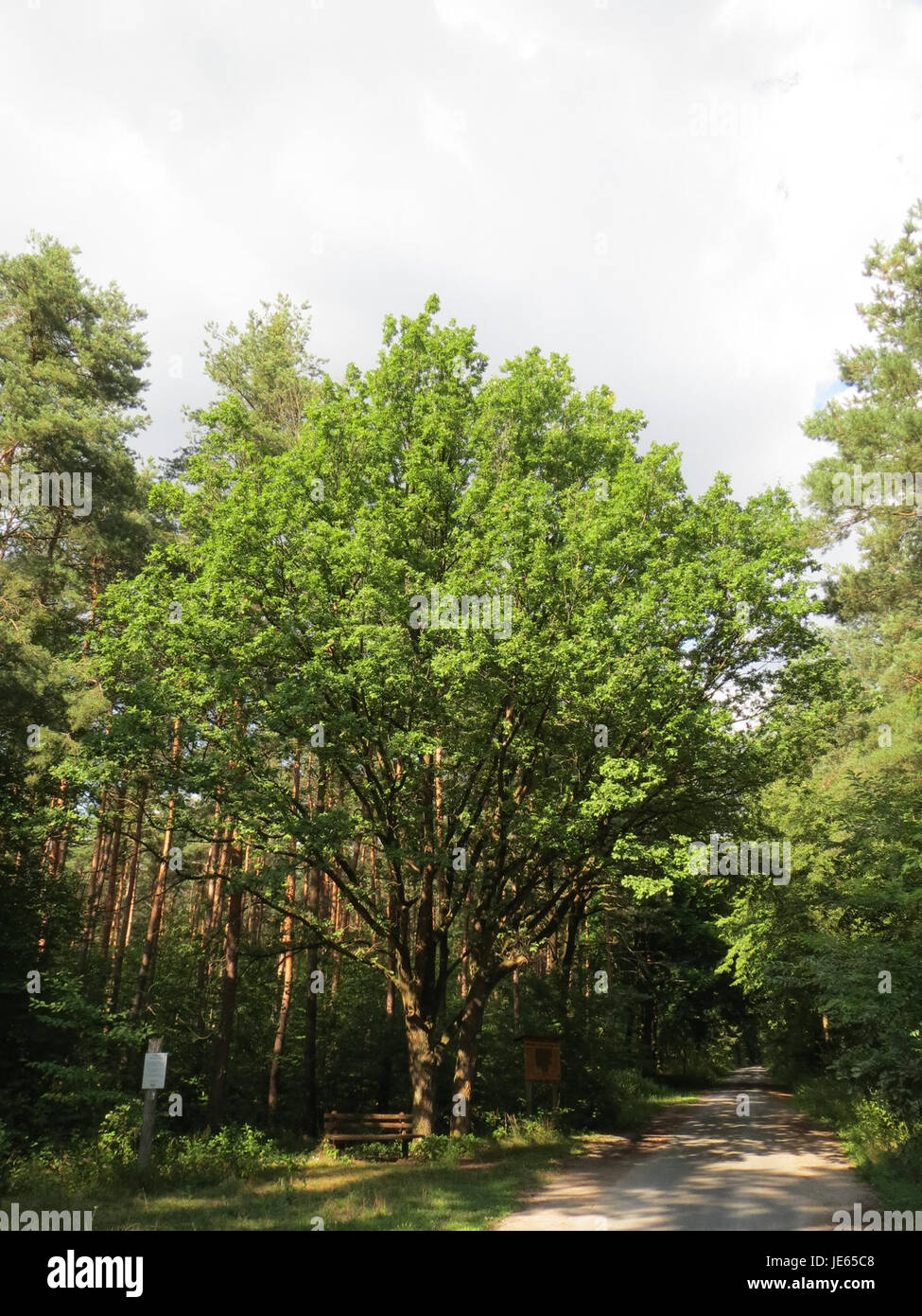 Quercus robur, commonly known as the English oak, is a large deciduous ...
