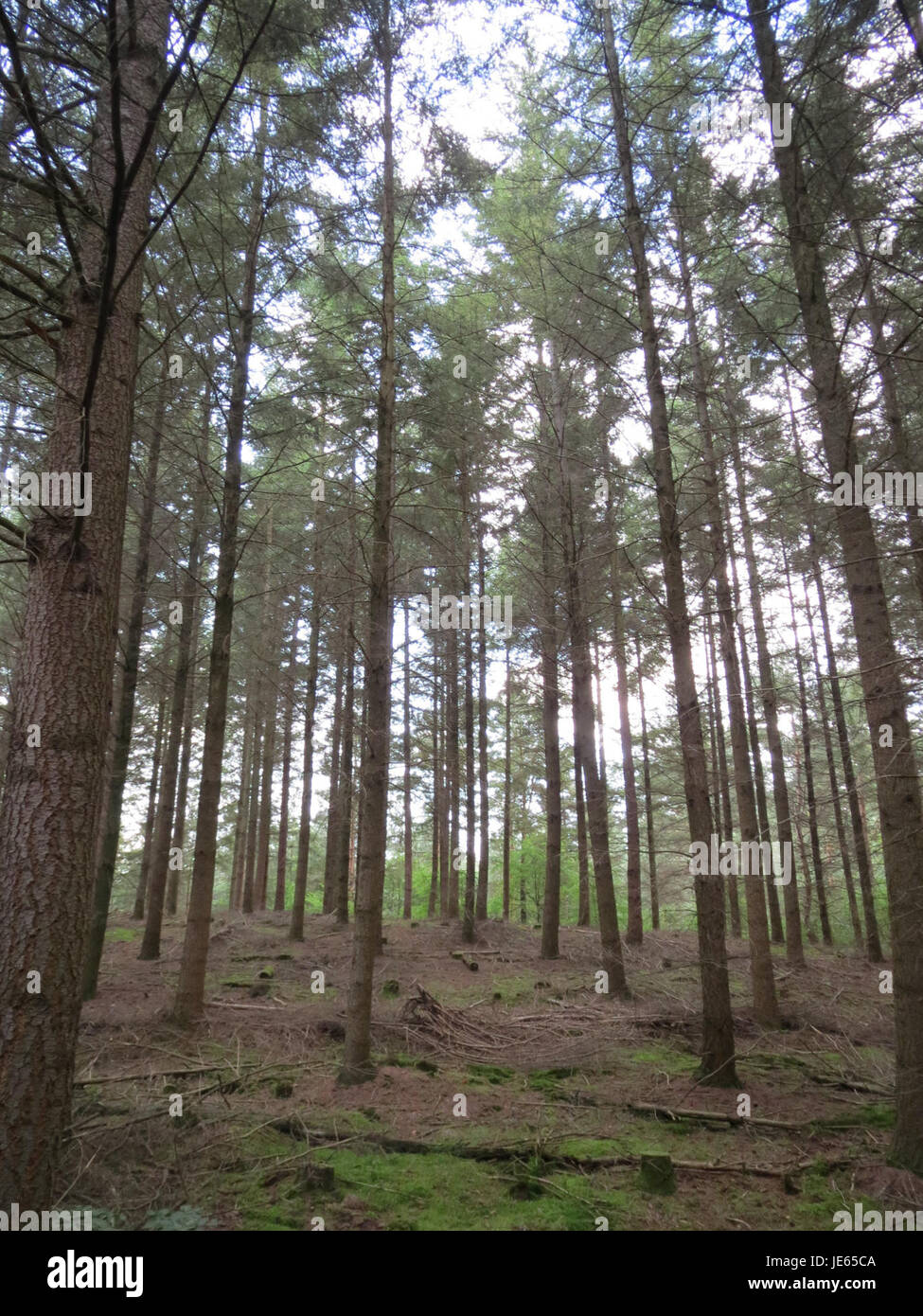 'Picea abies', commonly known as Norway spruce, is a species of ...