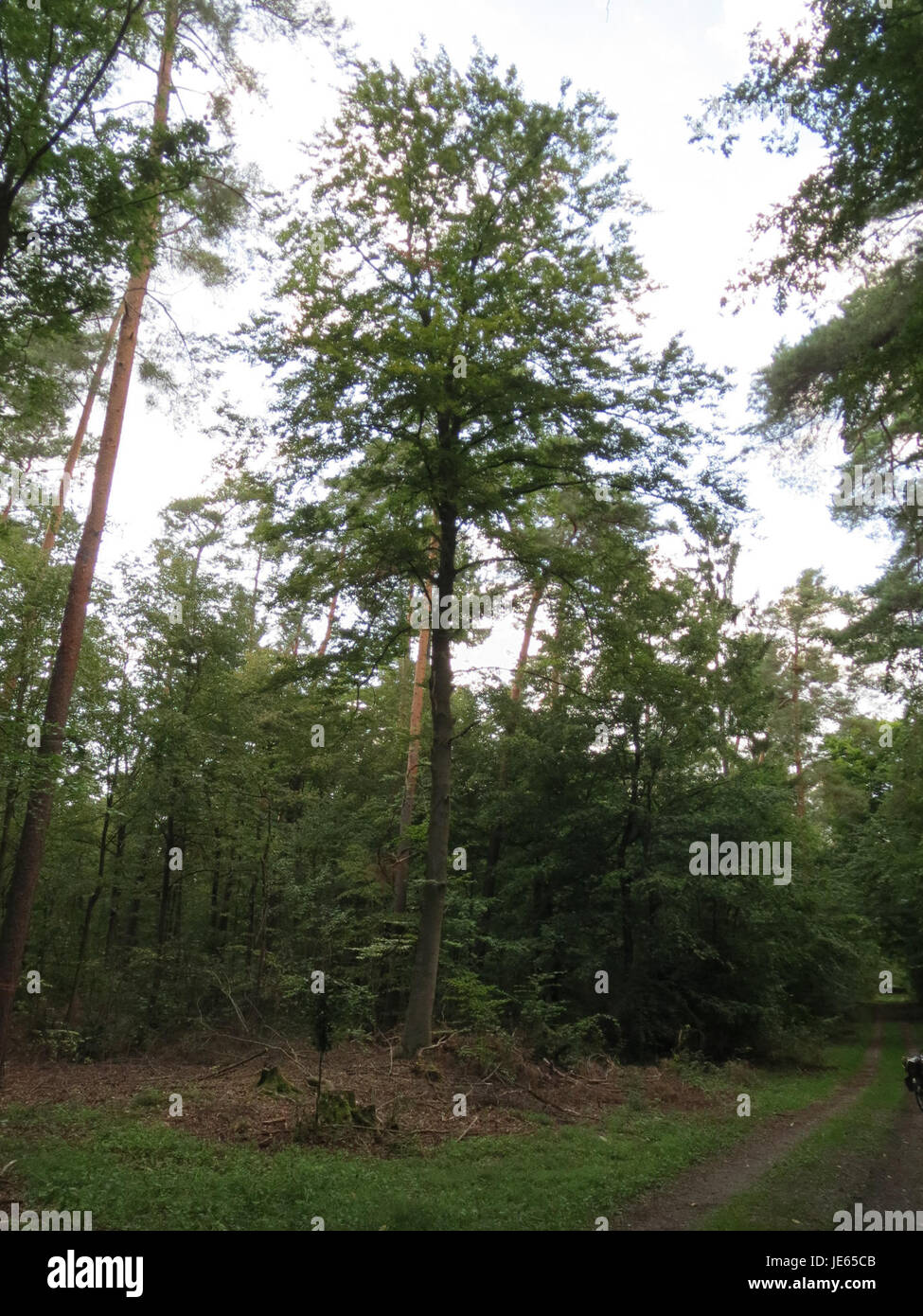 Fagus sylvatica, commonly known as European beech, is a deciduous tree ...