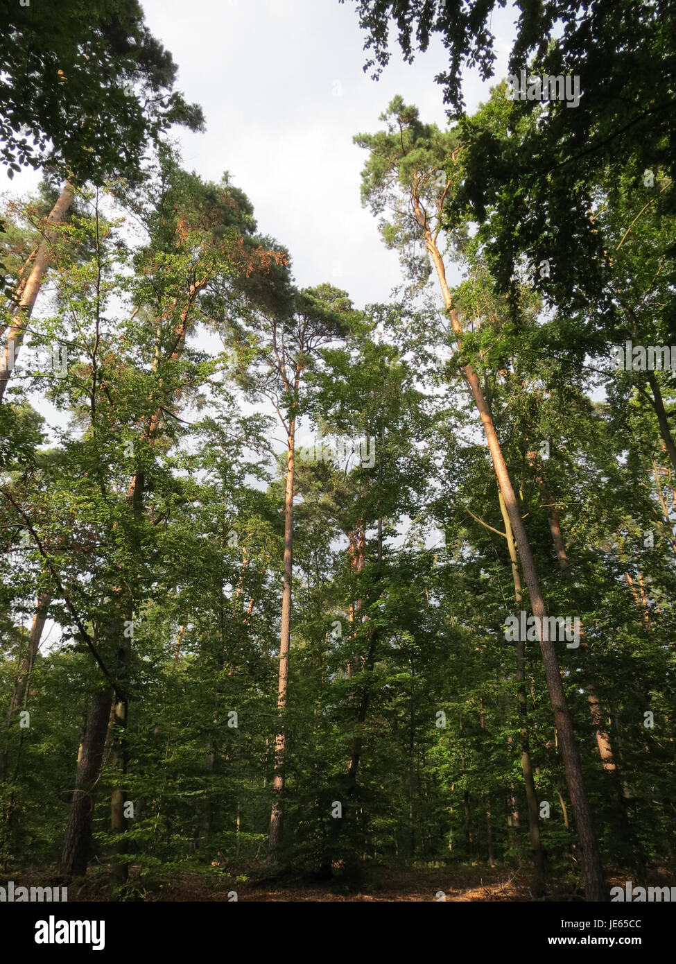 Fagus sylvatica, commonly known as European beech, is a deciduous tree ...