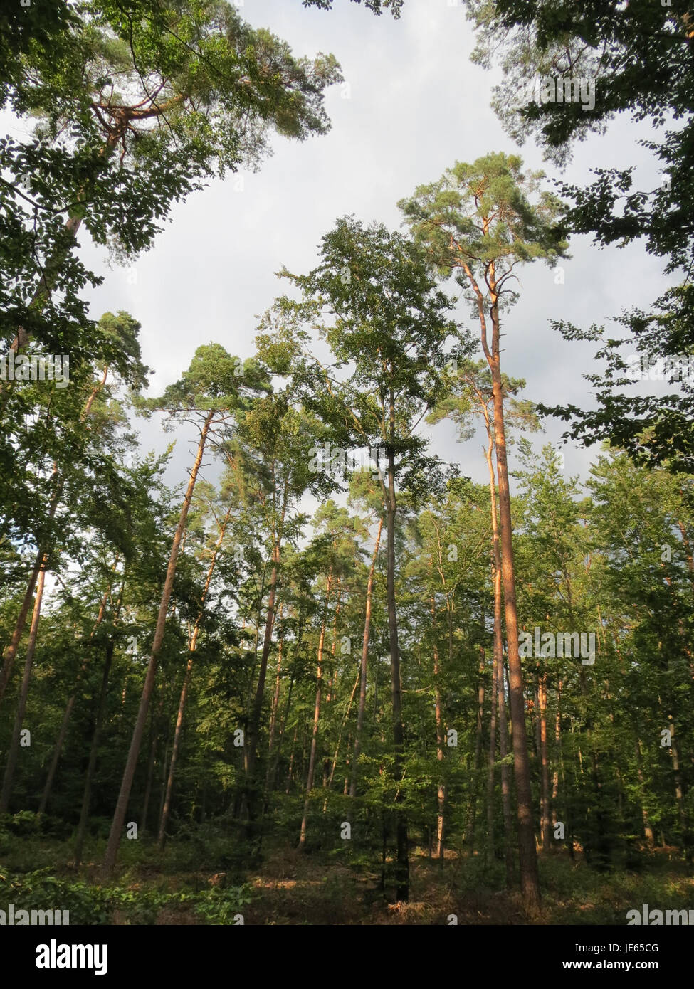 Fagus sylvatica, commonly known as European beech, is a deciduous tree ...