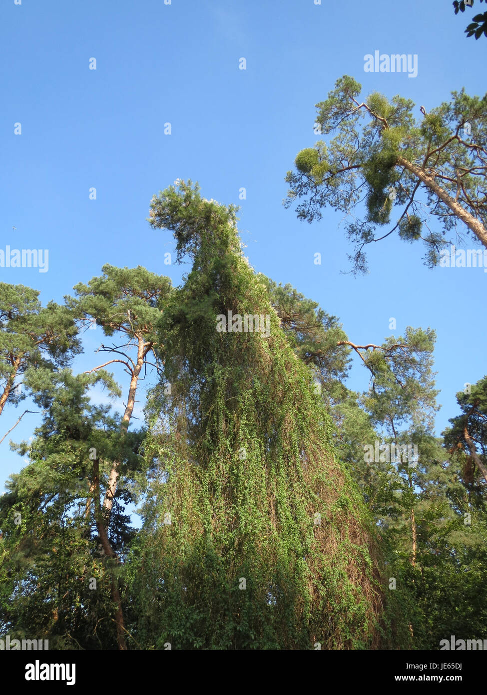 Fallopia baldschuanica, also known as the Russian vine, is a fast ...