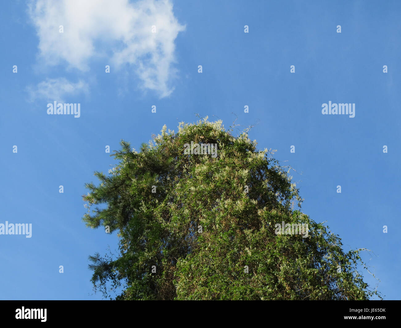 Fallopia baldschuanica, commonly known as Russian vine or mile-a-minute ...