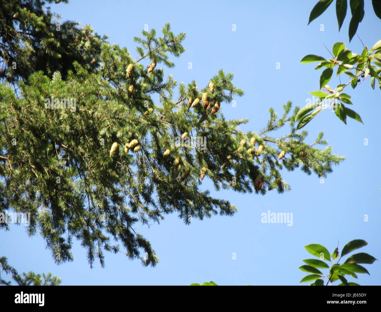 Douglasie (Douglas fir) is a species of coniferous tree native to North ...