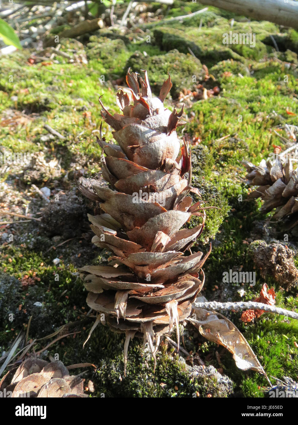 A botanical image of Douglasie (Douglas Fir), a species of evergreen ...