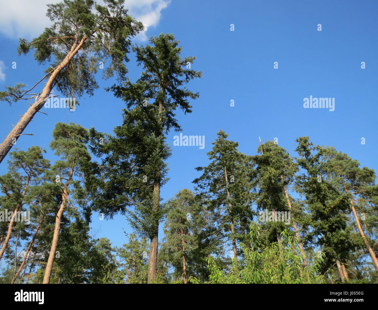 Douglasie, also known as Douglas fir (Pseudotsuga menziesii), is a ...