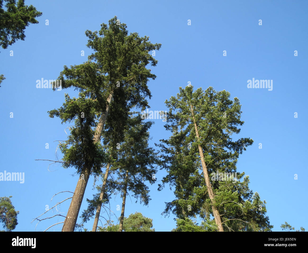 The Douglas Fir (Pseudotsuga menziesii), also known as Douglasie, is a ...
