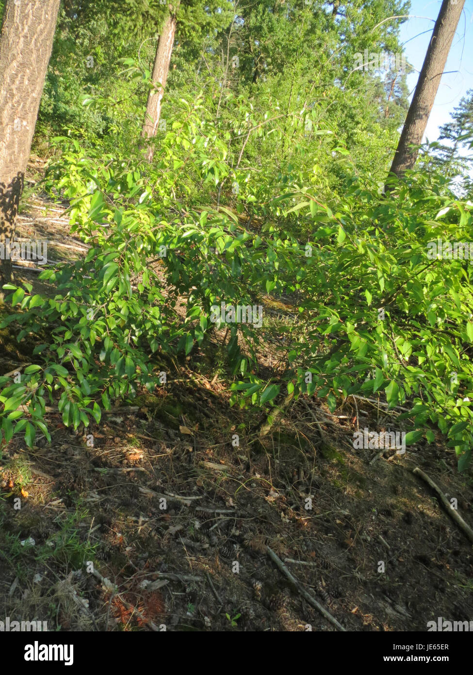 This image depicts a Douglas Fir tree, a large conifer native to North ...