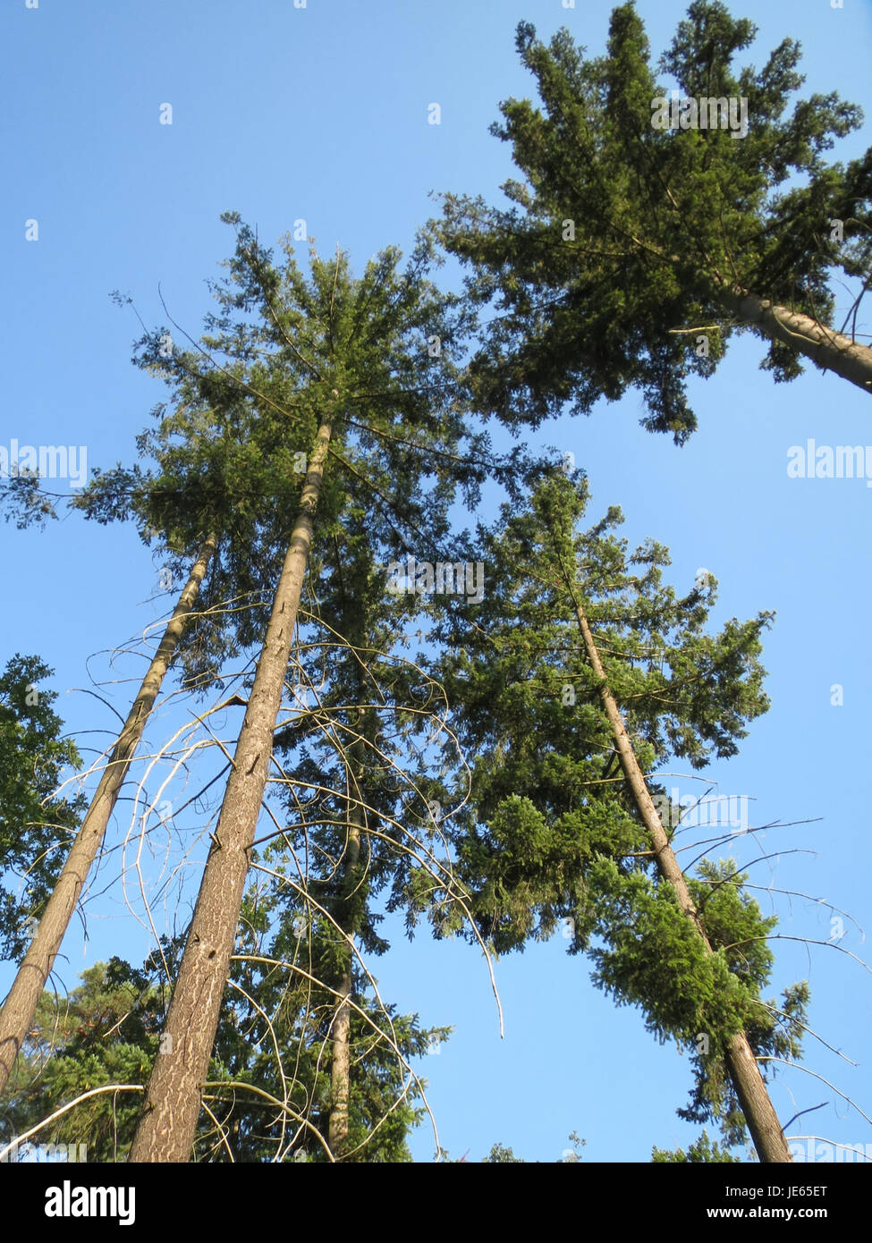 Douglasie, or Douglas fir (Pseudotsuga menziesii), is an evergreen ...