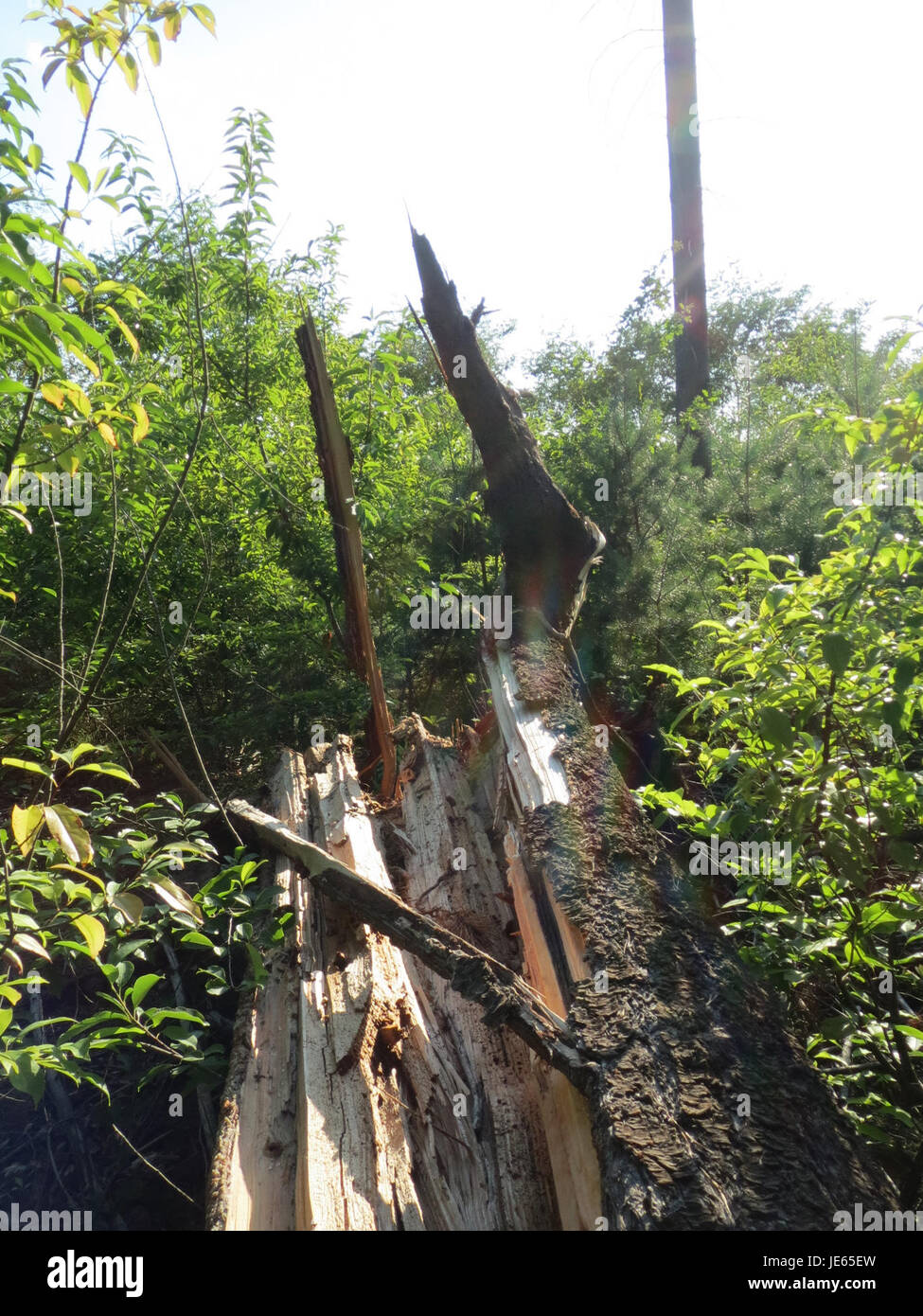 The image showcases Douglas-fir trees (Pseudotsuga menziesii), native ...