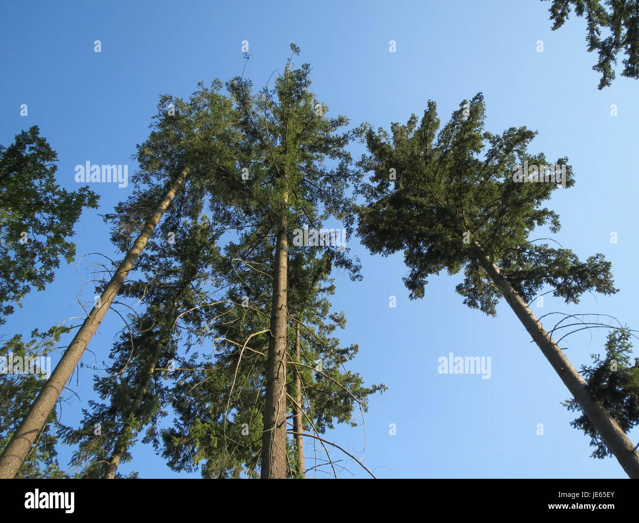 The Douglasie (Douglas Fir) is a coniferous tree species native to ...