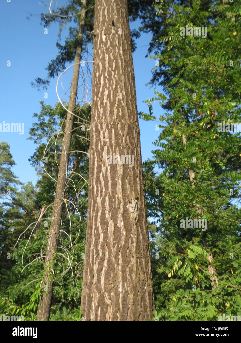 American forestry forests douglas hi-res stock photography and images ...