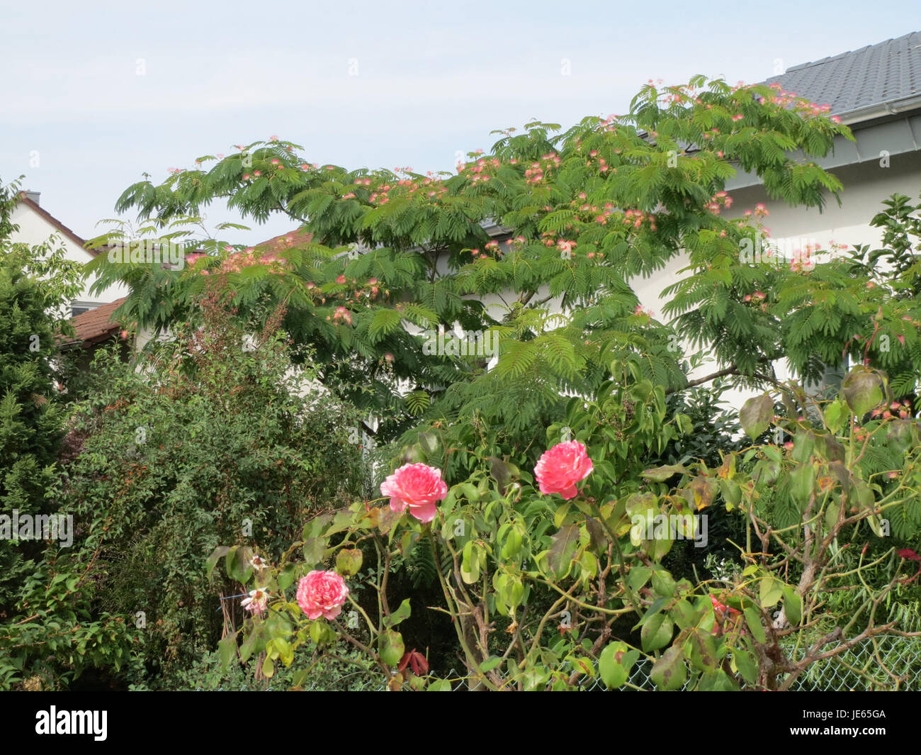 *Albizia julibrissin*, also known as the Persian silk tree, is a ...
