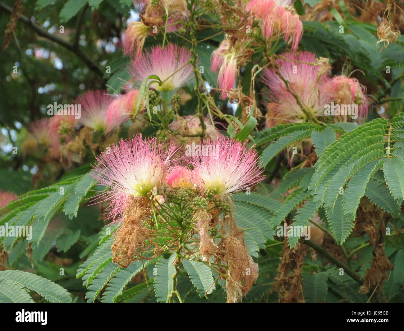 Albizia julibrissin, commonly known as the Persian silk tree, is a ...