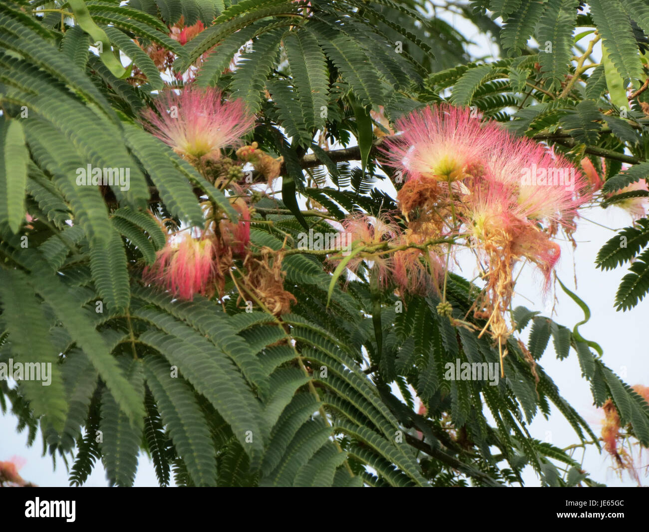 A photograph of Albizia julibrissin, commonly known as the mimosa tree ...