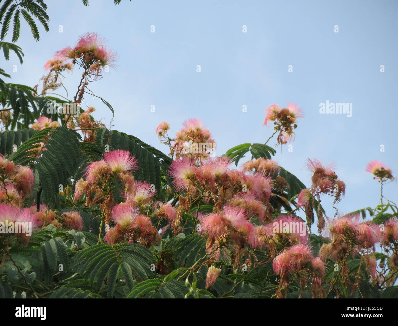 A photograph of Albizia julibrissin, commonly known as the mimosa tree ...