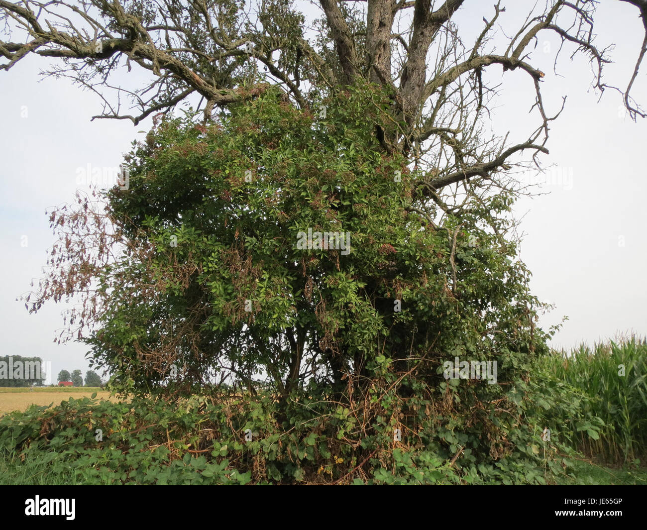 This image shows a pear and elderberry scene in Reilingen, Germany. The ...