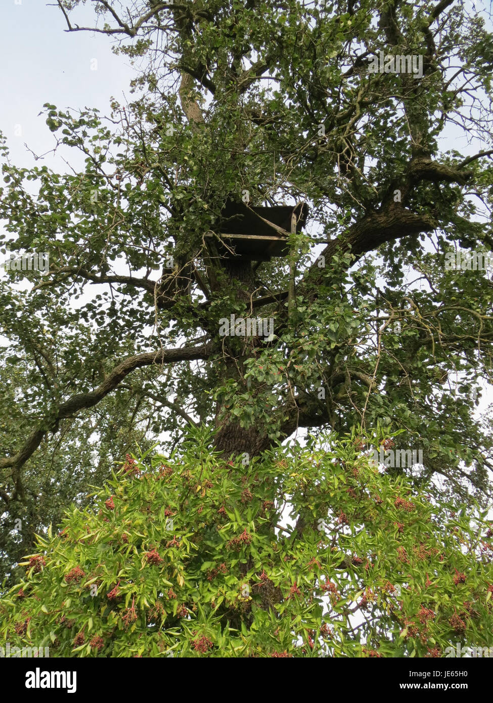 Juglans regia species hi-res stock photography and images - Alamy