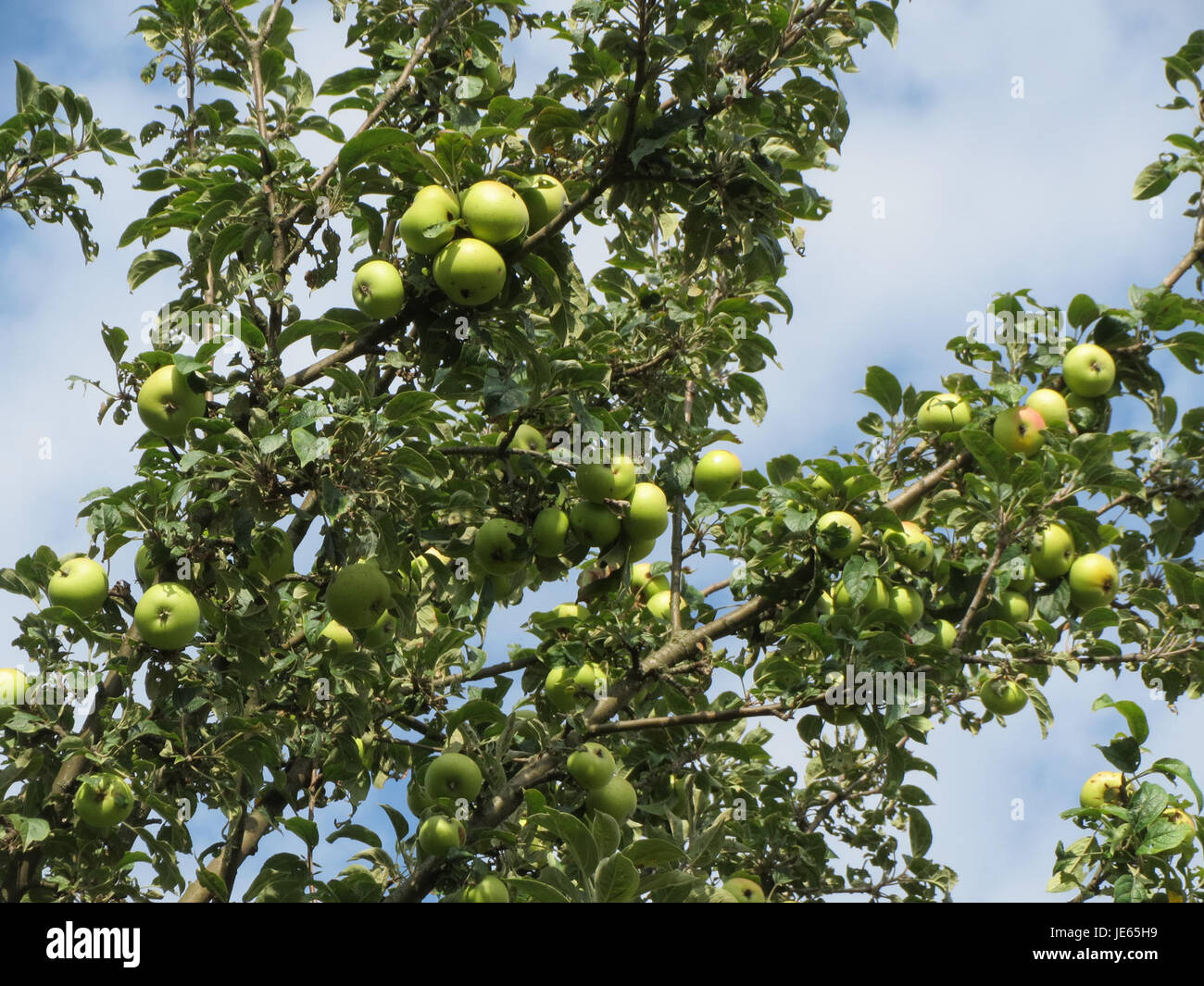 Image shows apple tree hi-res stock photography and images - Alamy