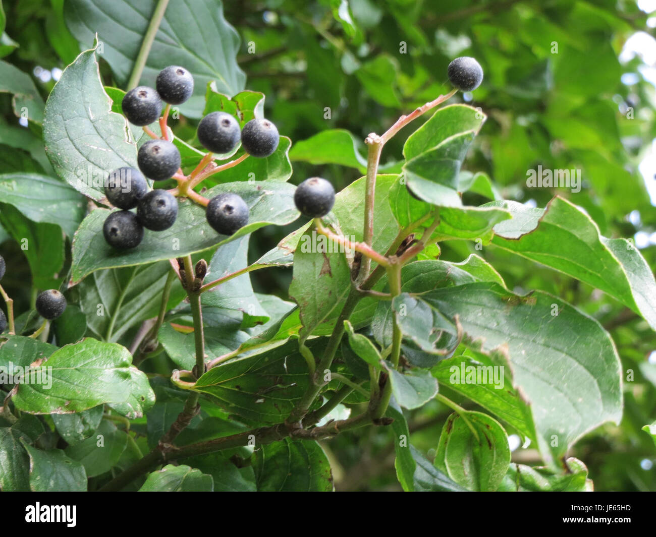 This image shows Cornus sanguinea, commonly known as the bloodtwig ...