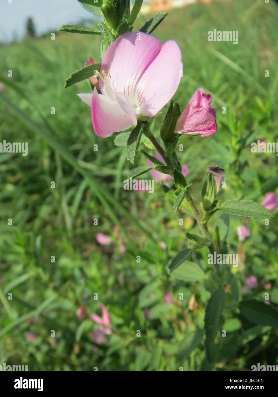 Ononis spinosa, commonly known as spiny restharrow, is a plant native ...