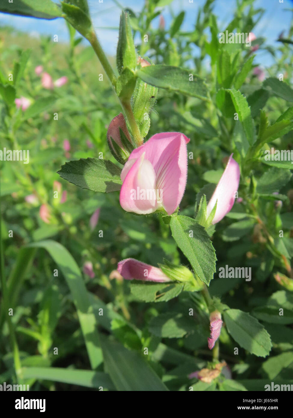 Ononis spinosa, also known as spiny restharrow, is a thorny shrub ...