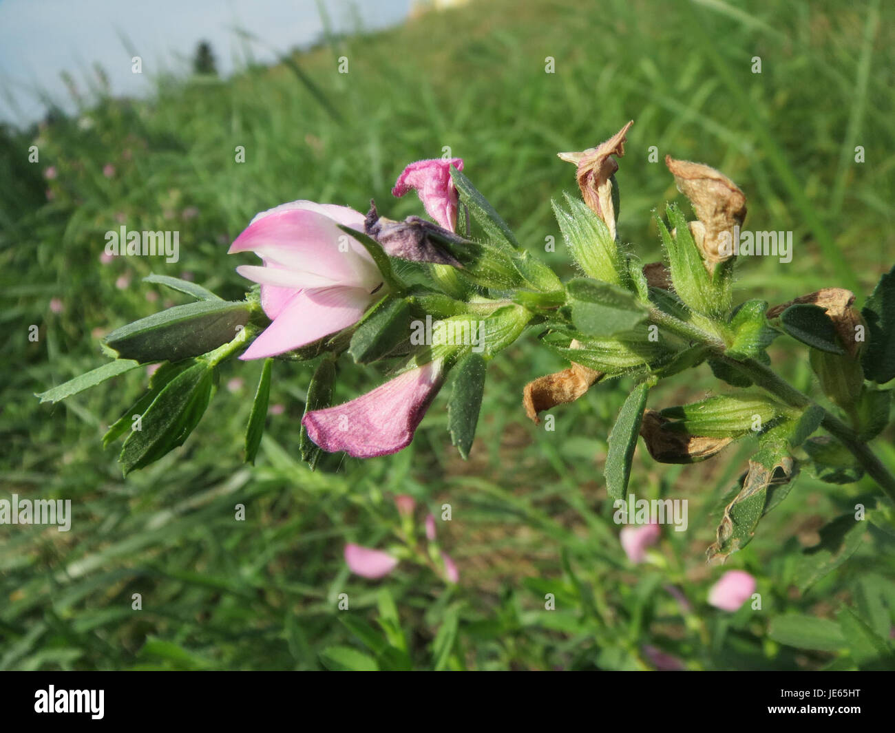 Ononis spinosa, commonly known as spiny restharrow, is a perennial ...