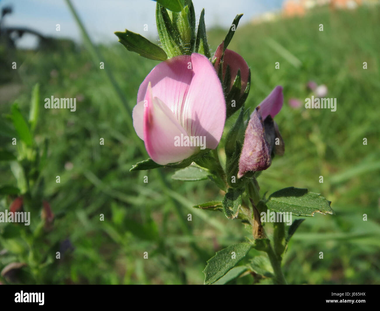 Ononis spinosa, commonly known as spiny restharrow, is a perennial ...