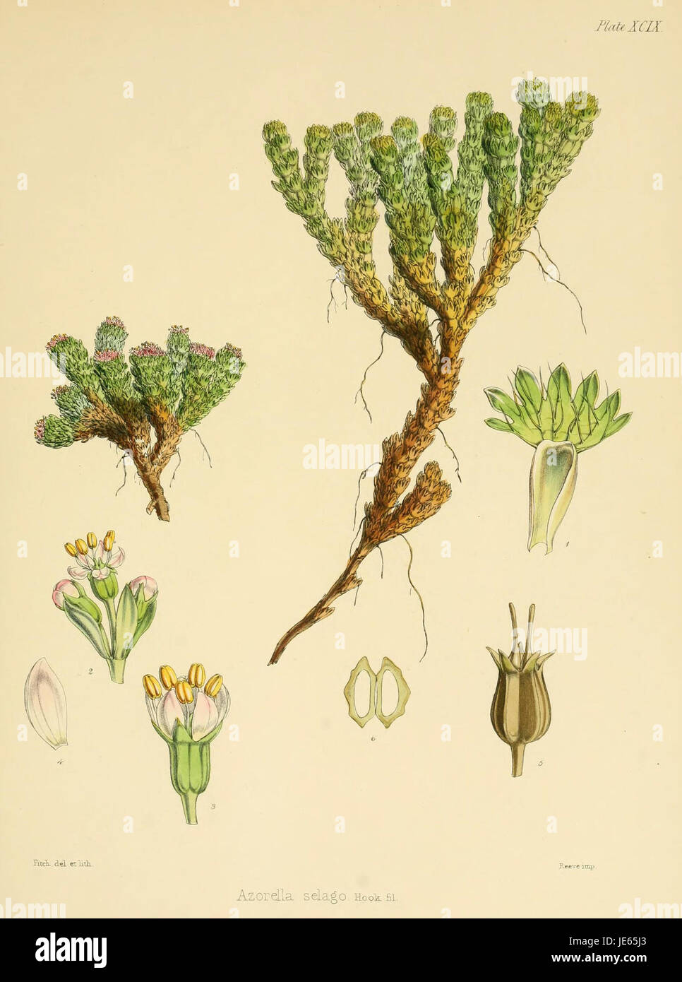 Azorella selago is a plant species native to the Antarctic region. It ...