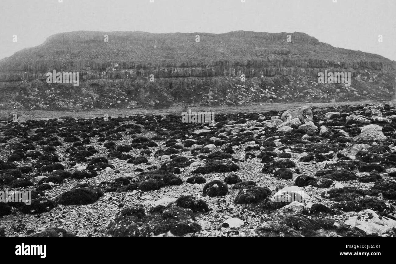 Azorella azorella Black and White Stock Photos & Images - Alamy