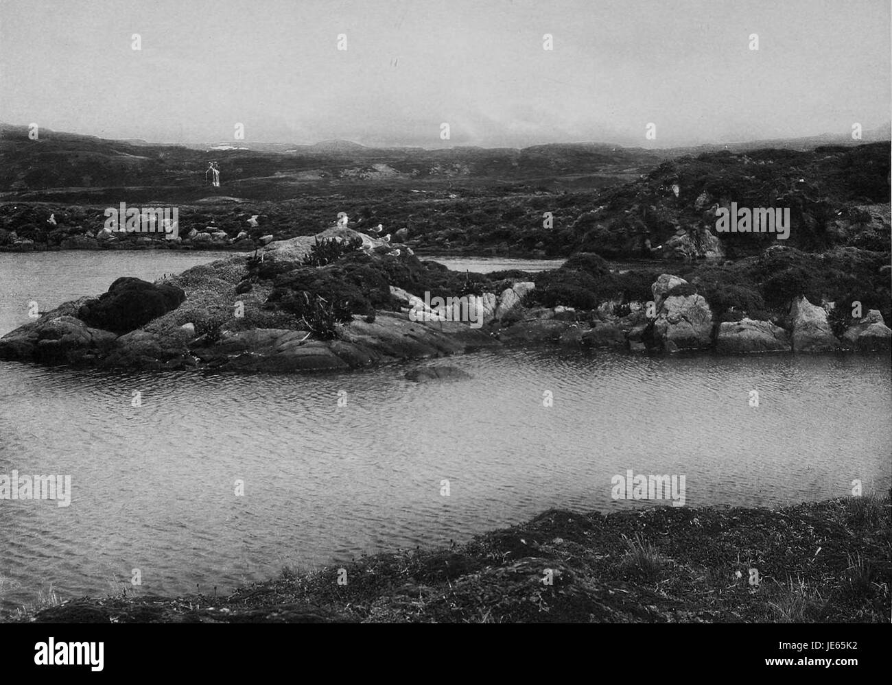 Importance of plant morphology in identification Black and White Stock ...