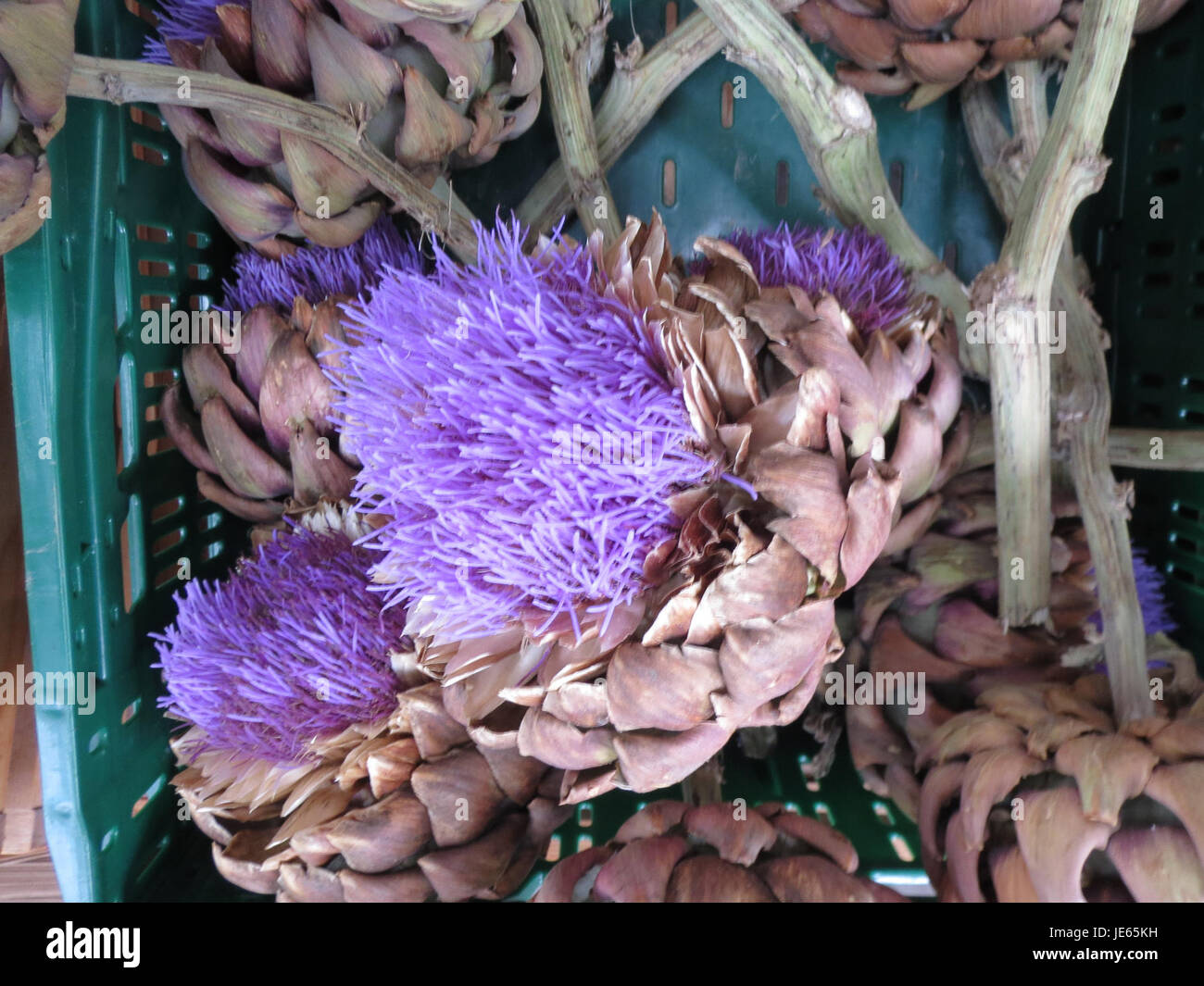 Cynara cardunculus, known as the artichoke thistle, identified by its ...