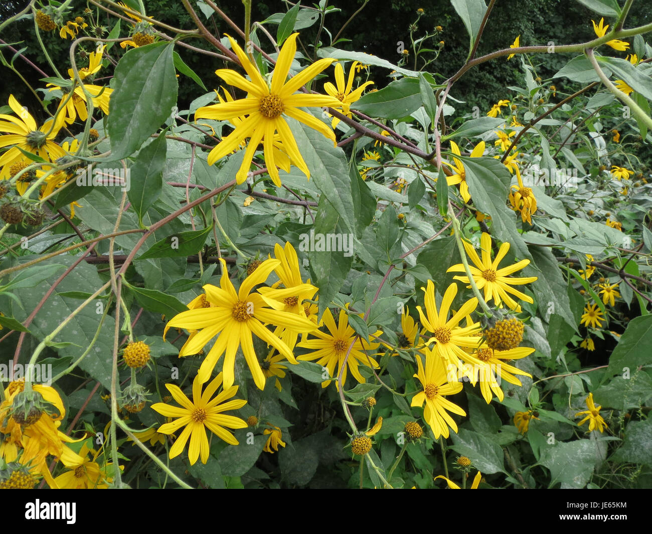 Helianthus tuberosus, commonly known as Jerusalem artichoke, is a root ...