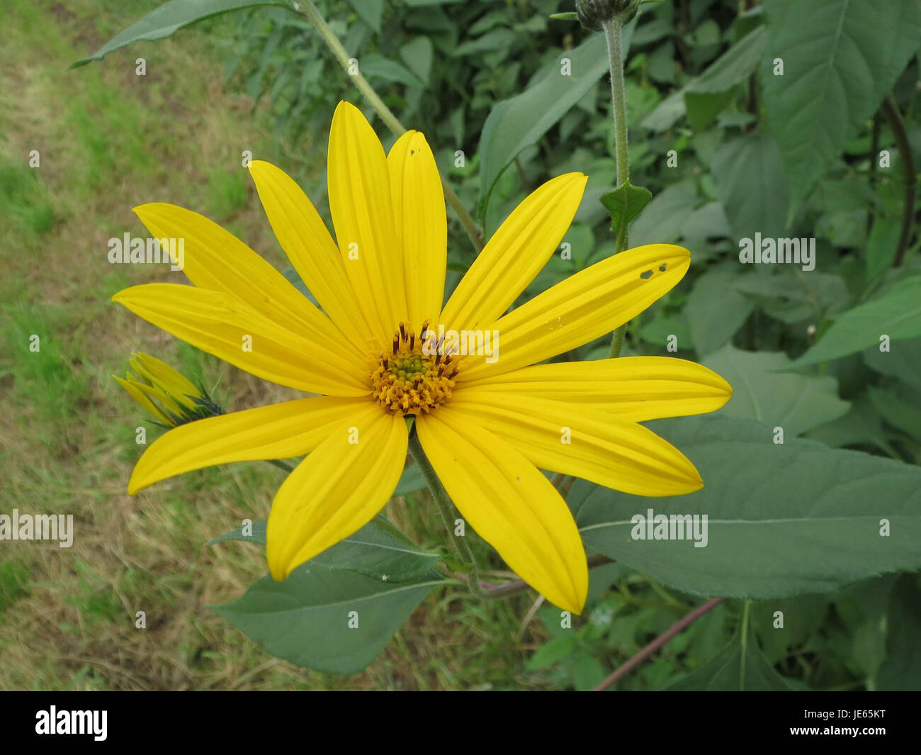 Helianthus tuberosus, also known as Jerusalem artichoke, is a tuberous ...