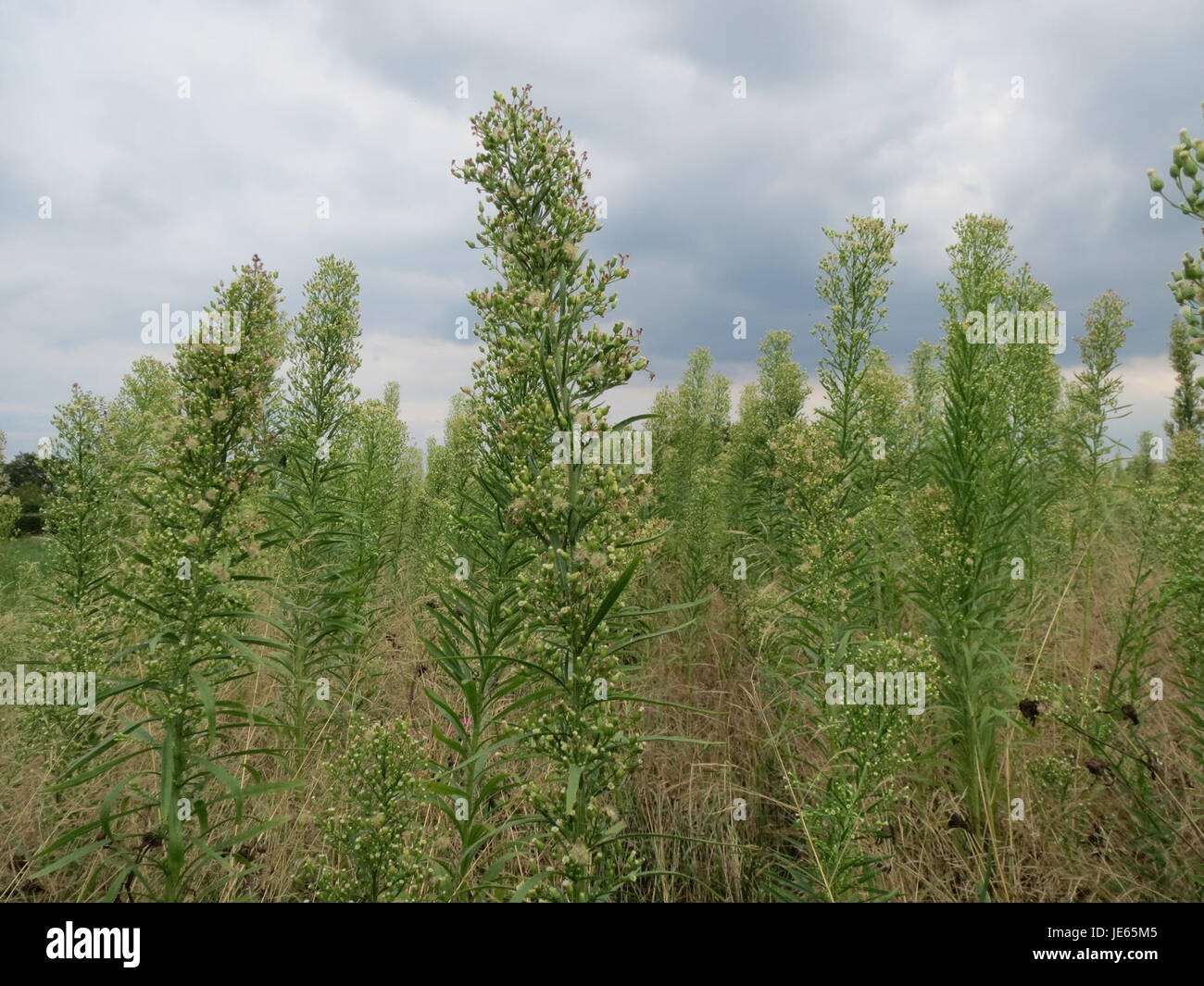A botanical image of Conyza canadensis, commonly known as Canadian ...