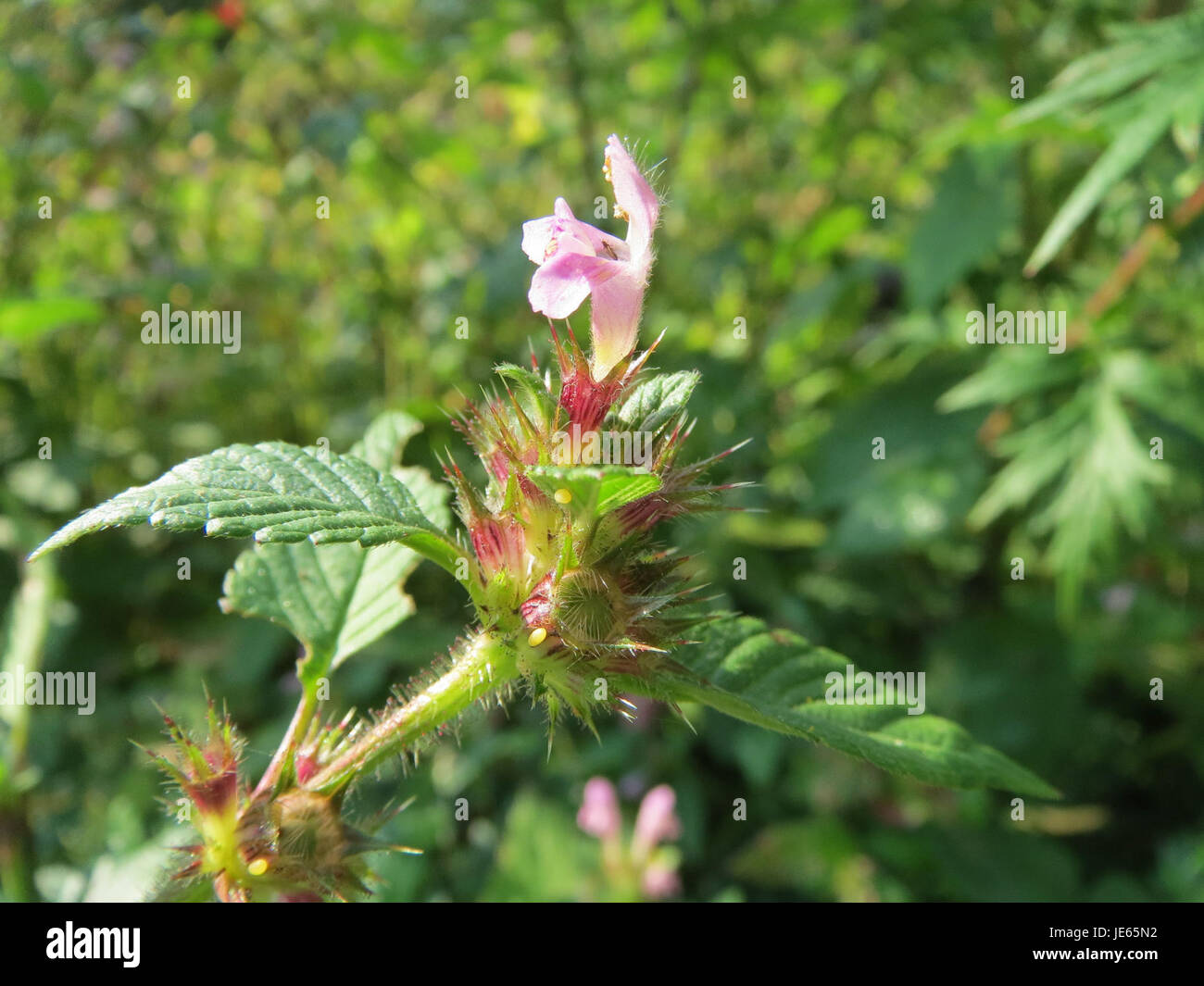 A photograph of Galeopsis tetrahit, commonly known as hemp-nettle, a ...