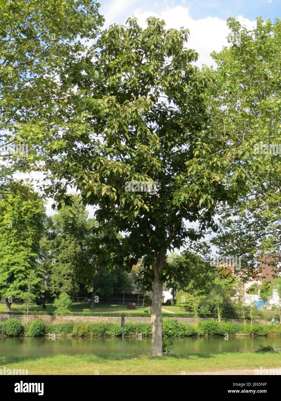 Catalpa bignonioides, commonly known as the Northern Catalpa, is a ...