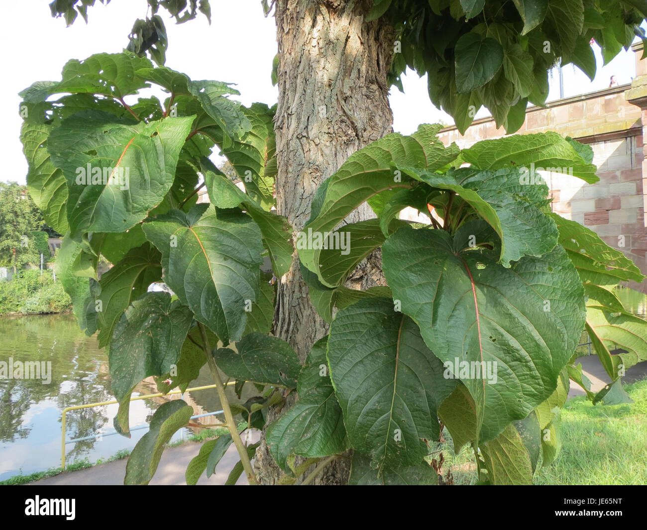 Catalpa bignonioides tree flowers hi-res stock photography and images ...
