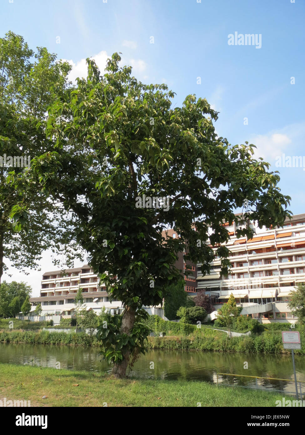 The *Catalpa bignonioides*, commonly known as the Southern Catalpa or ...