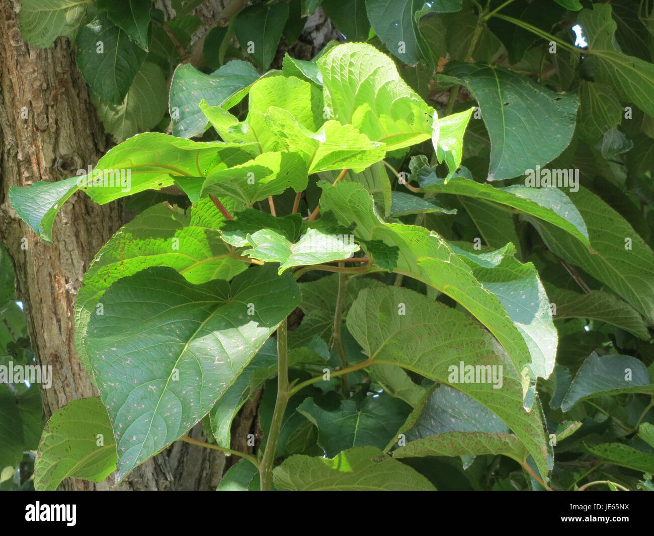This image shows *Catalpa bignonioides*, commonly known as Southern ...