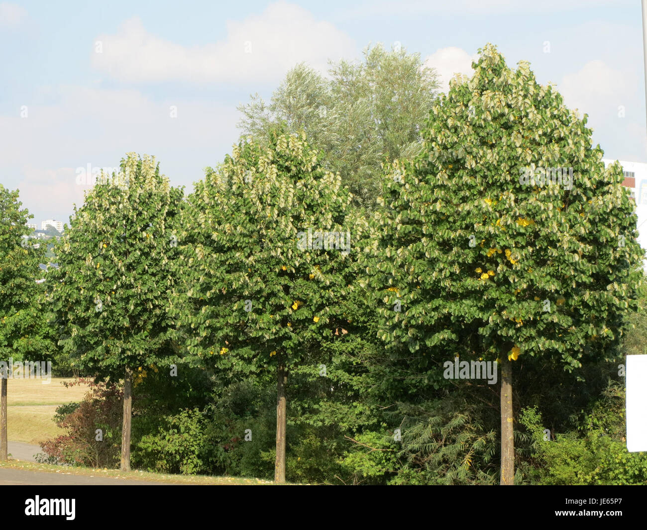 Silver lime leaves tilia tomentosa hi-res stock photography and images ...