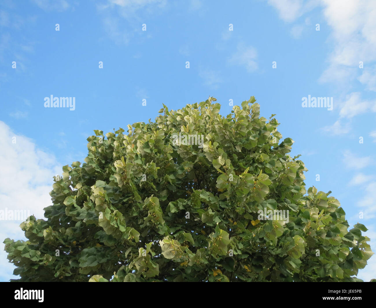 A photograph of Tilia tomentosa, commonly known as the silver lime tree ...