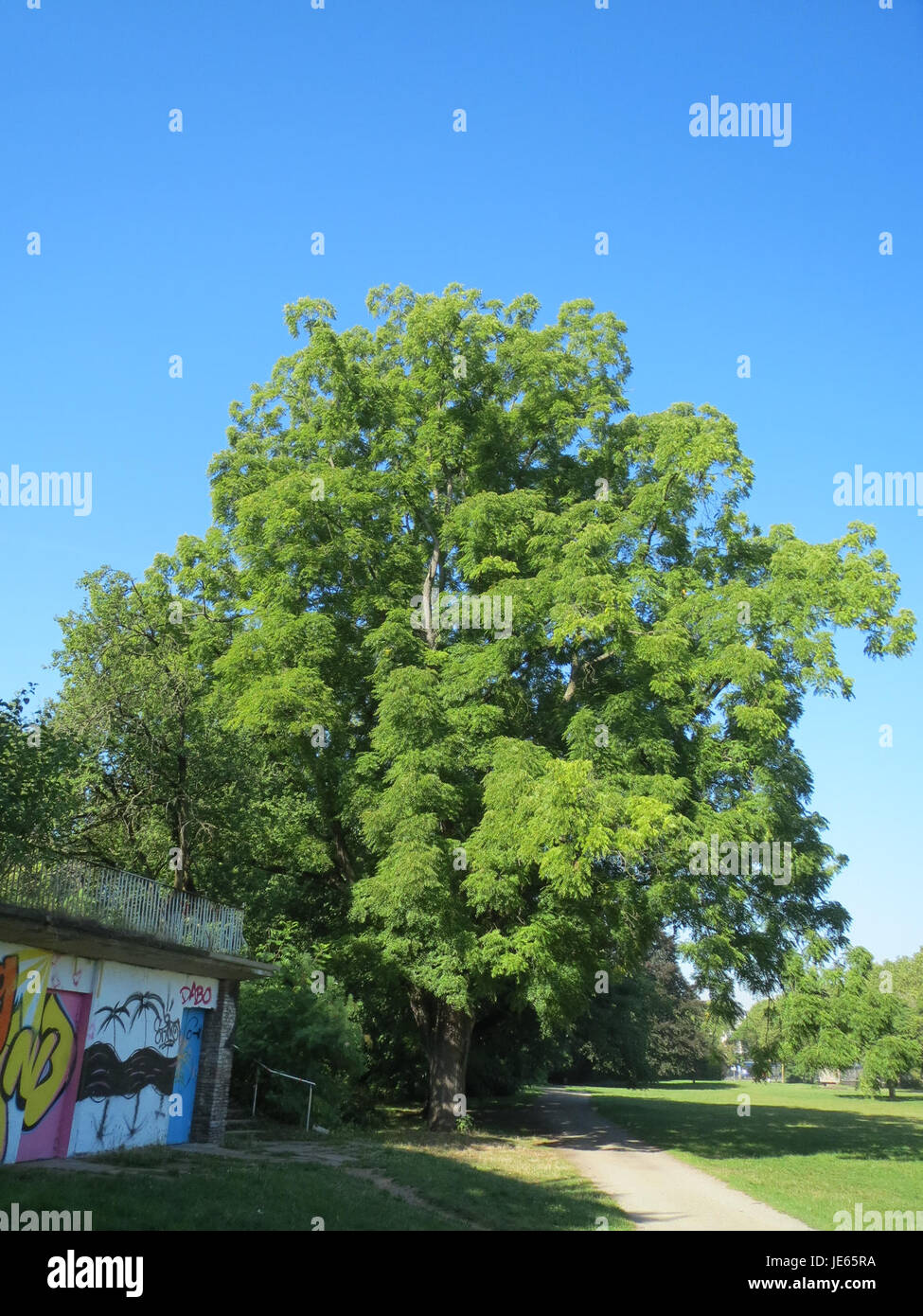 Juglans nigra, or black walnut, is a hardwood tree native to eastern ...