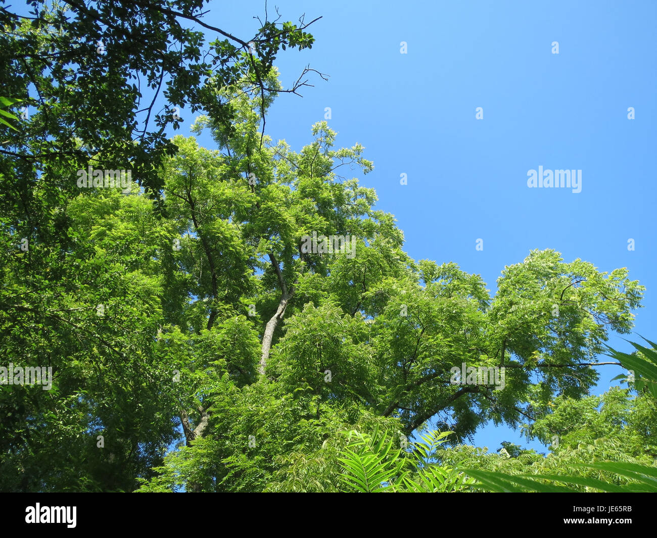 Commercial valuable tree hi-res stock photography and images - Alamy