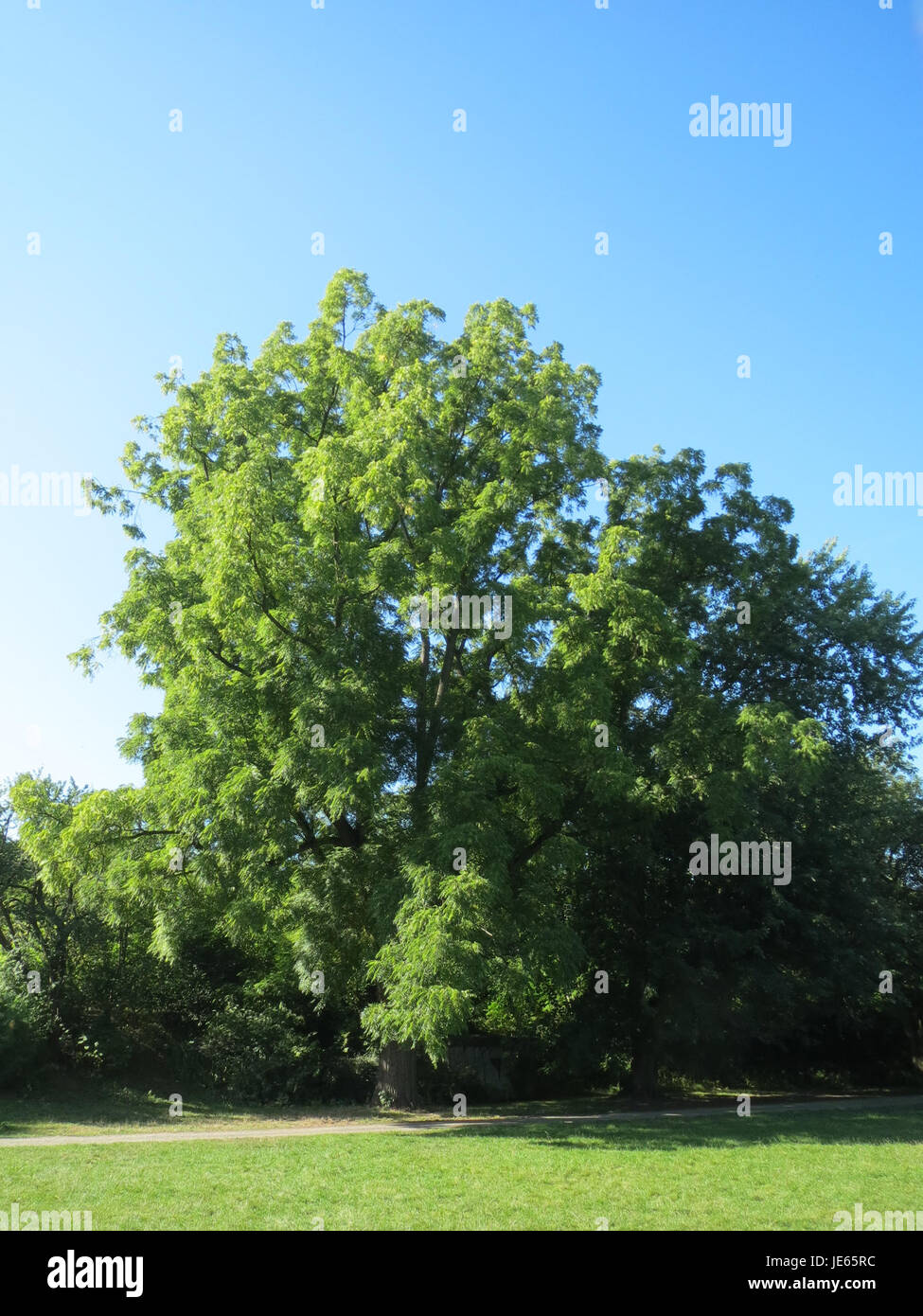 Juglans nigra, commonly known as Black Walnut, is a deciduous tree ...