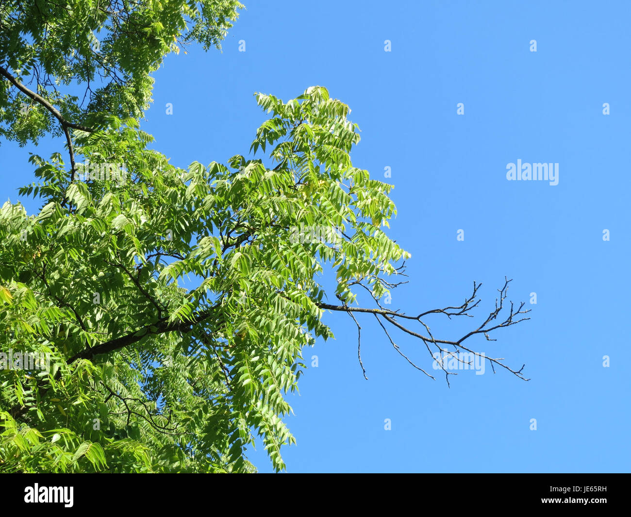 Juglans nigra, commonly known as black walnut, was photographed on ...