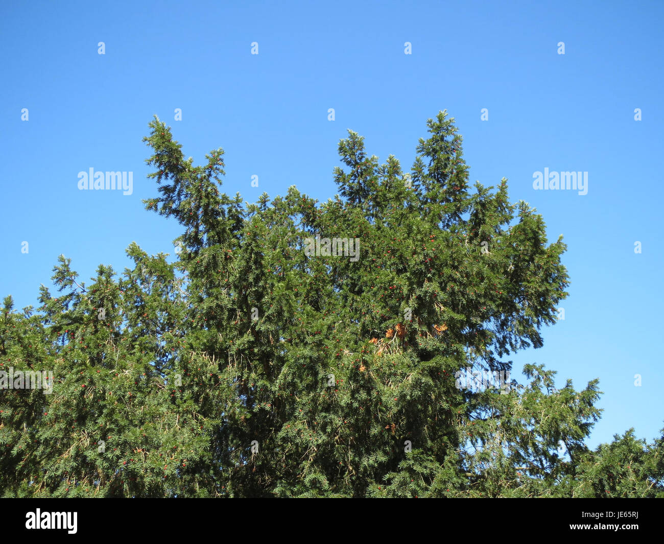 Taxus baccata, commonly known as the European yew, is an evergreen tree ...