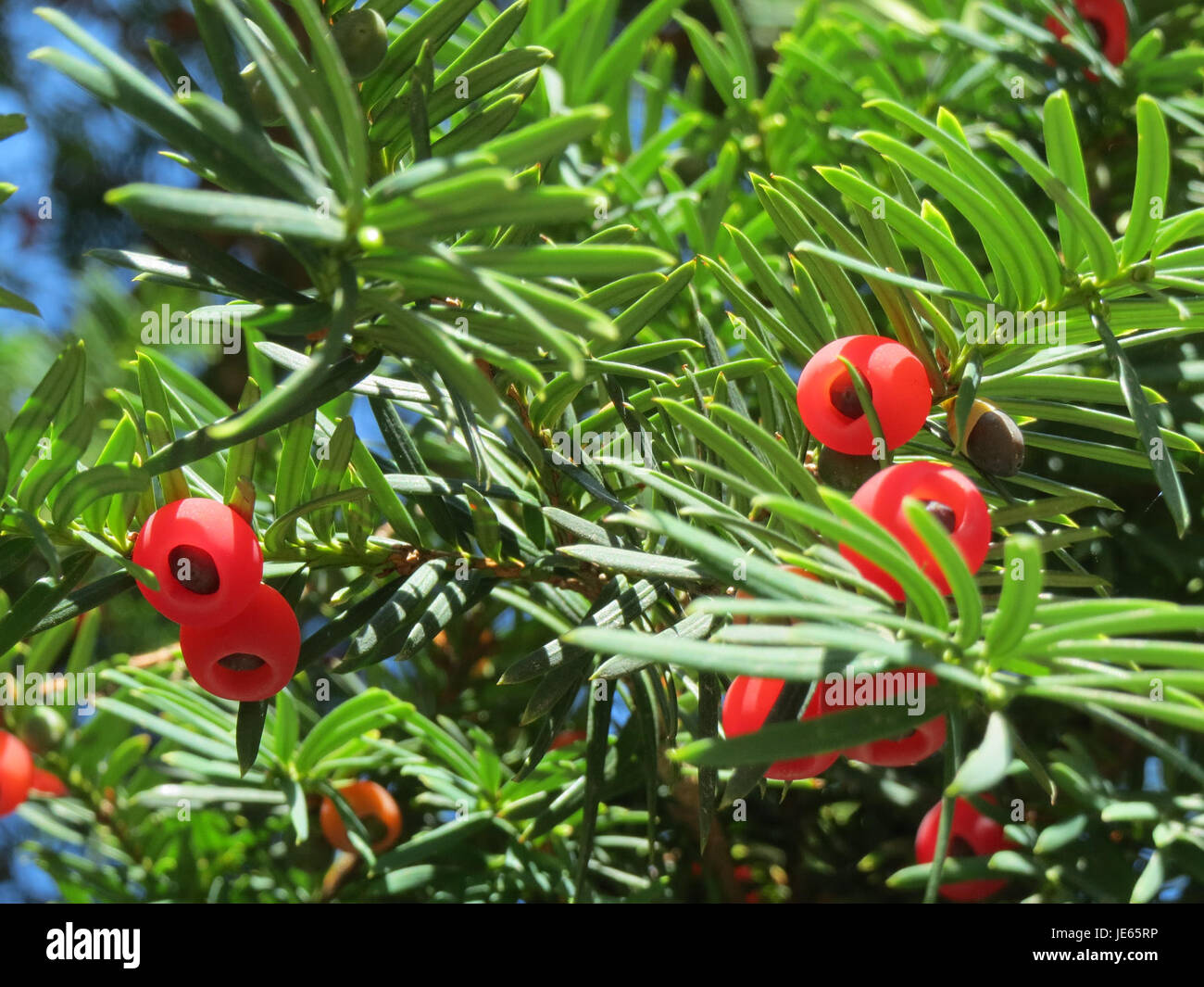 Taxus baccata, commonly known as yew, was photographed on September 3 ...