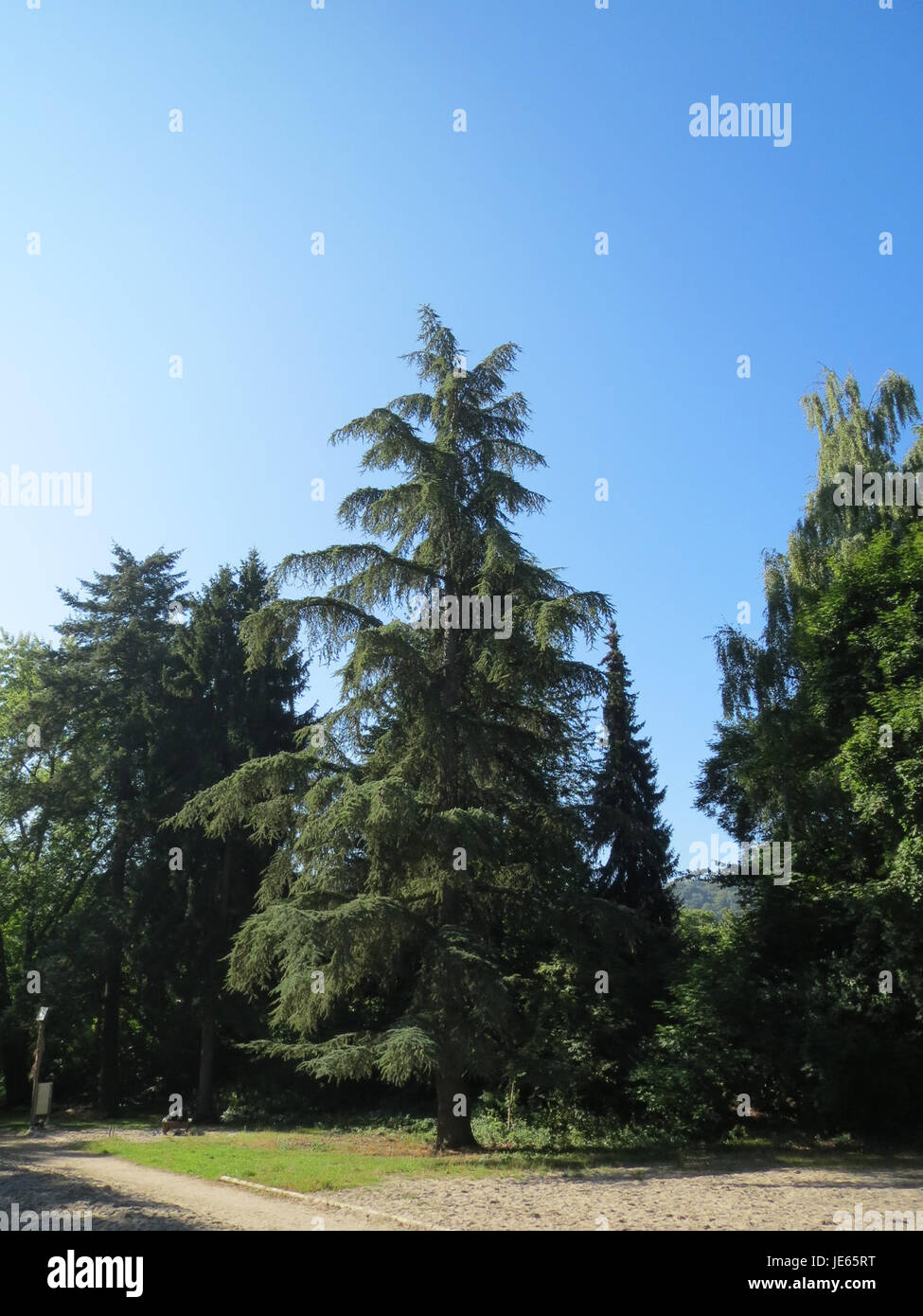 Cedrus deodara, commonly known as the deodar cedar, is a coniferous ...