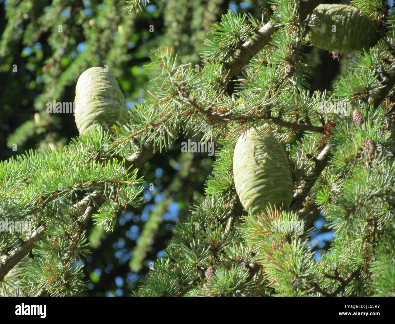 Cedrus deodara, or the Deodar Cedar, is a species of tree native to the ...